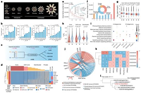 Ng项目文章 重磅！花生泛基因组破译”大籽粒”基因密码，提供花生高产育种新策略！ Grandomics 希望组
