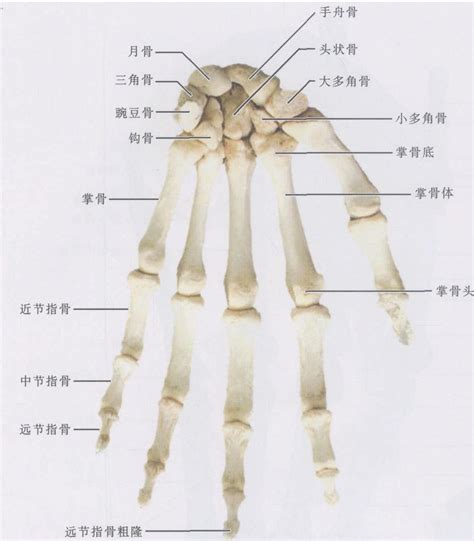 图 手骨 人体解剖学与组织生理病理学 医学
