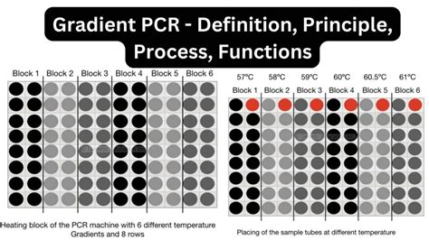 Gradient Pcr Definition Principle Process Functions Biology Notes Online