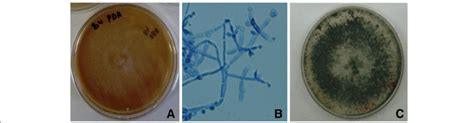 Morphological And Microscopical View Of Trichoderma Lixii Iiim B4 Download Scientific Diagram