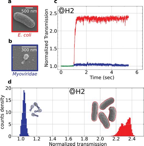Nanotweezers Rapid Label Free Phage Detection Using Light