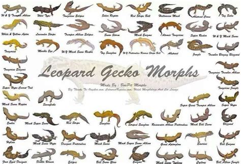 Leopard gecko, Leopard gecko morphs, Gecko