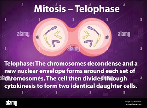Telophase I Telophase Simple Cell Division