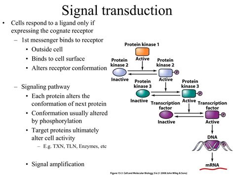 Ppt Chapter 15 Powerpoint Presentation Free Download Id 3582960