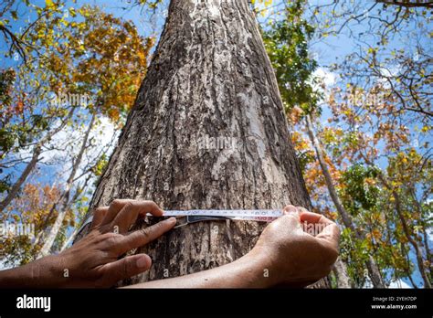 Measuring The Circumference Of Teak Tree Trunks Tectona Grandis Using A Measure Tape In Gunung