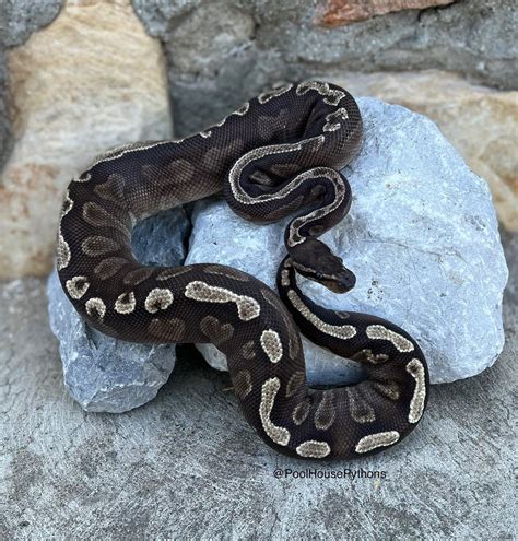 Ghi Mojave Ball Python By Poolhouse Pythons Morphmarket