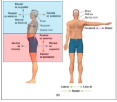 PSYC 342 Flashcards Quizlet PSYC 342 Flashcards Quizlet