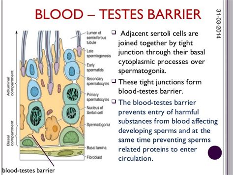 Histology Of Male Reproductive System