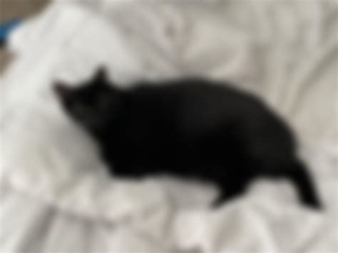 White Cock Black Pussy Rfiftyfiftysfw