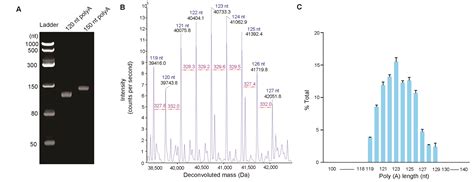 治疗性ivt Rna开发 云舟生物