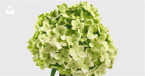 녹색 수국 꽃 사진 Unsplash의 무료 꽃 이미지