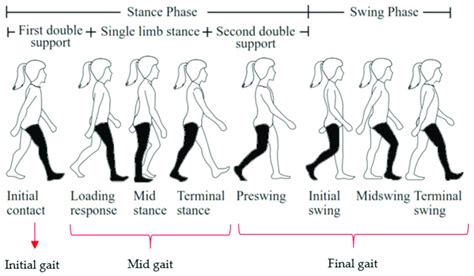 Three Gait Segmentation For Classification Download Scientific Diagram