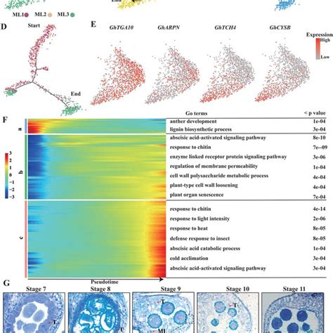 Developmental Trajectory Of Middle Layera Umap Projections Showing