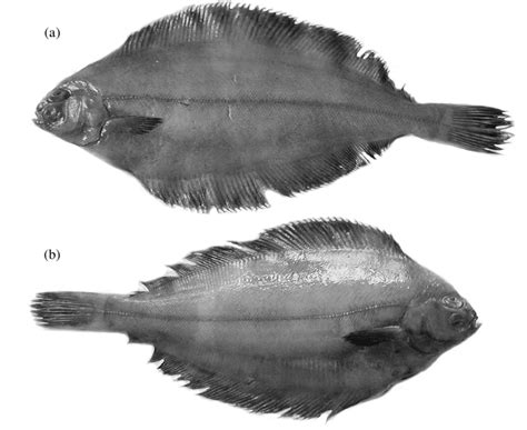 Reversal Of The Sides In Blackfin Flounder Glyptocephalus Stelleri A