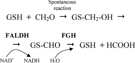 Molecular Basis Of Formaldehyde Detoxification Journal Of Biological Chemistry
