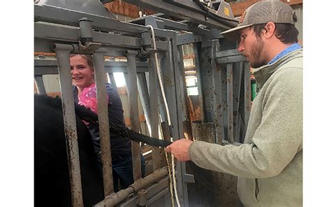 Understanding Estrous Synchronization Of Cattle