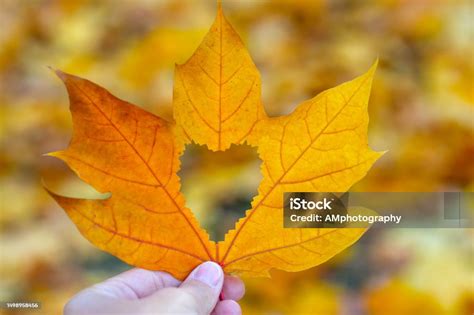 가을 단풍은 화려한 연필 안경 프레임 모형으로 종이에 나뭇잎 0명에 대한 스톡 사진 및 기타 이미지 0명 10월 9월 Istock