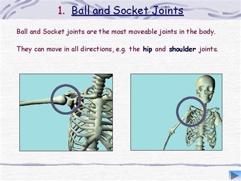 GCSE PE Bones Types Of Bones And Joints