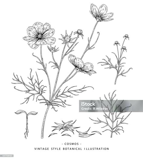 스케치 플로럴 장식 세트 코스모스 꽃 도면 흰색 배경에 고립 된 라인 아트와 흑백 손으로 그린 식물 삽화 요소 벡터입니다 코스모스에 대한 스톡 벡터 아트 및 기타 이미지