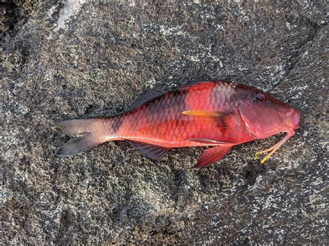 Small Moano Caught On The Big Island Of Hawaii — Hive