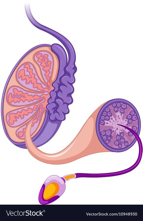 Diagram Showing Male Reproductive System Vector Image On Vectorstock Reproductive System