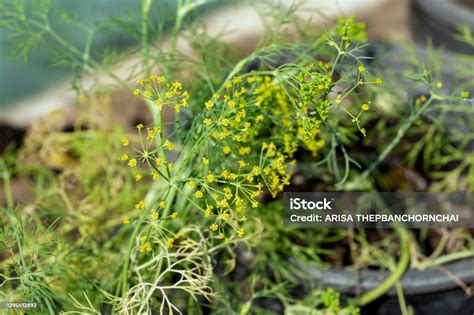 딜 꽃이나 아네훔 묘지가 정원에서 클로즈업 식물을 피웁니다 농업에 향기로운 딜 재배 0명에 대한 스톡 사진 및 기타 이미지 0명 개화 건강한 식생활 Istock