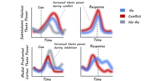The Role Of Theta And Beta Oscillations In Cognitive Control — Brainpost Easy To Read