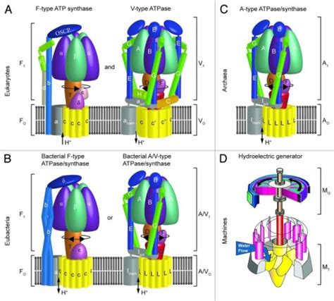 Figure 1. Schematic representations of rotary ATPases | Open-i