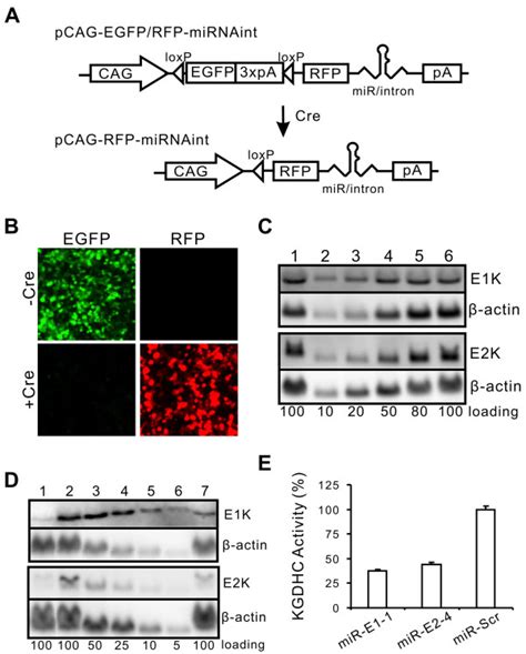 Design And Test Of A Cre Inducible Mirna Expression Construct With Download Scientific Diagram