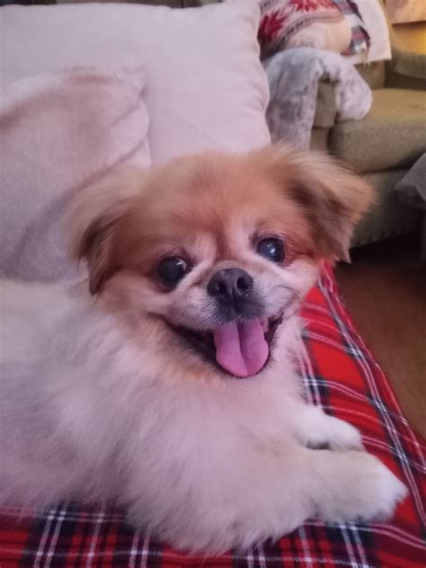 Must Love Pekes Ferby Says Happy Sunday