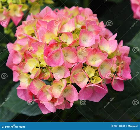 Hydrangea Common Names Hydrangea Or Hortensia Is A Genus Of 70â€“75