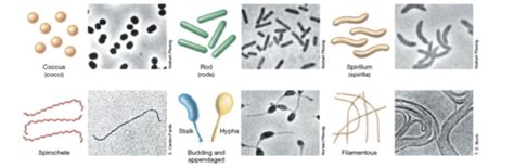Lecture 5 Microorganisms Flashcards Quizlet