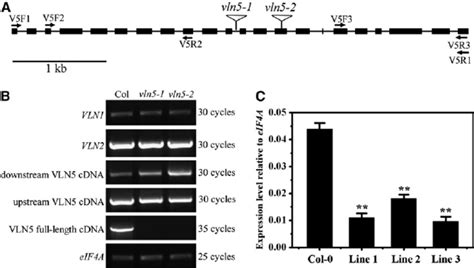 Identification Of Transcript Levels In T Dna Insertion Mutants And