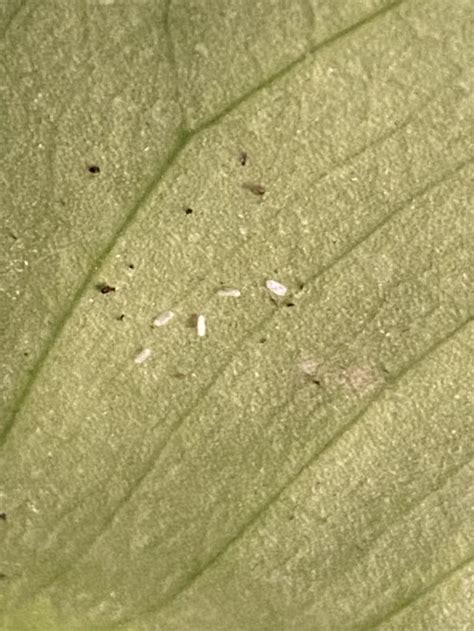 Thrips Springtails Springtail Eggs Other Bug Eggs Miniature Rice