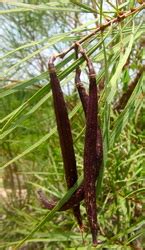 Aviminalis Flora De La Estación De Biología Chamela