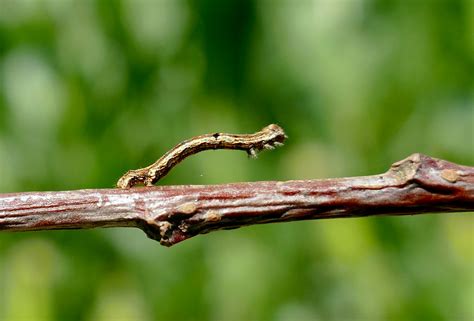 Spannerraupe C Birgit Kurth Naturguckerde Flickr