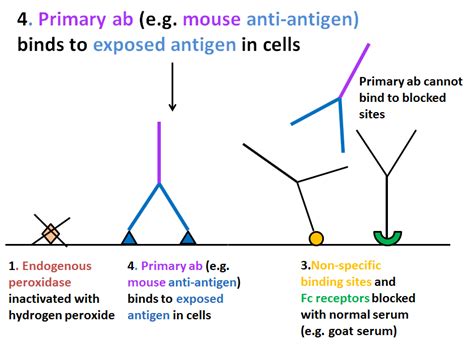 Immunostaining Principle