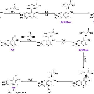 Proposed Reaction Mechanism Of Enzyme Independent Chemical Interaction Download Scientific