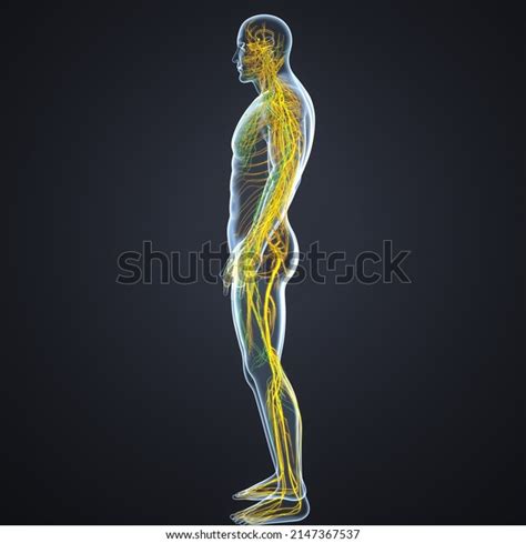 인체신경과 림프계 해부학 3d 그림 스톡 일러스트 2147367537 Shutterstock