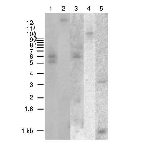 Phylogenomic Analysis Pipeline The Procedures Used To Analyze Assess Download Scientific
