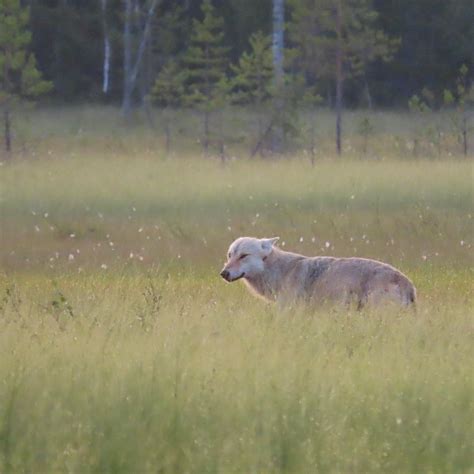 Wildlife Safaris Finland Day Tours All You Should Know Before Going