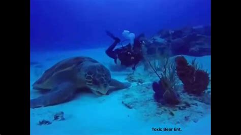 Largest Turtle Ever Caught