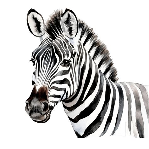 Zebra Print Clip Art