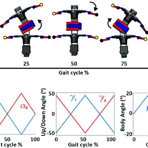 Joint Angles And Leg Contact Phases Of A Diagonal Robot Gait A Body