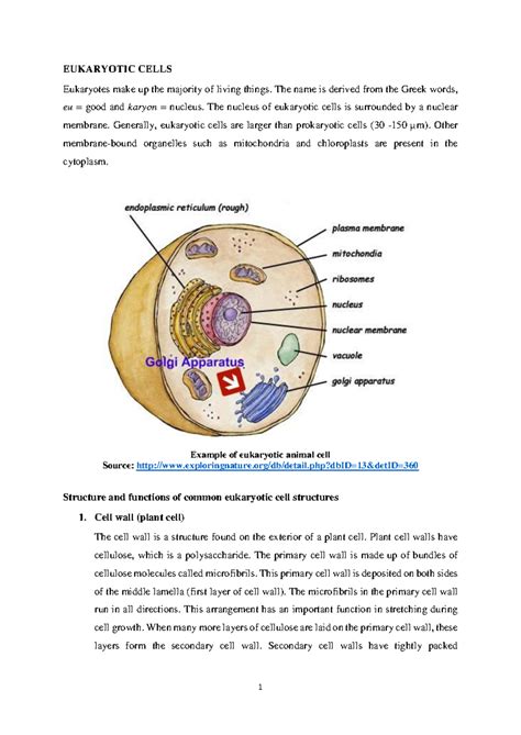 Eukaryotic Cells EUKARYOTIC CELLS Eukaryotes Make Up The Majority Of Living Things The Name