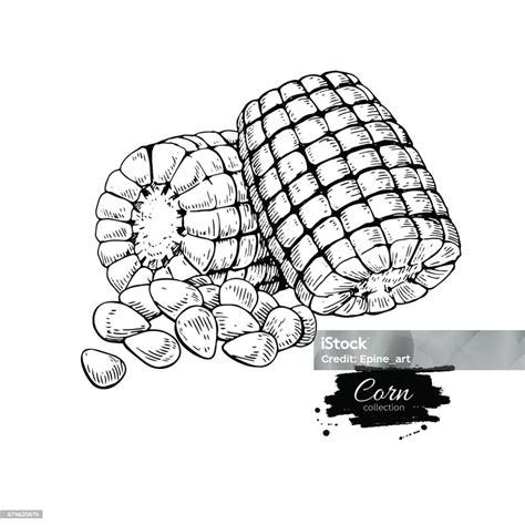 옥수수 손으로 그려 벡터 일러스트 레이 션 격리 된 야채 새겨진된 스타일 개체입니다 건강한 식생활에 대한 스톡 벡터 아트 및 기타 이미지 건강한 식생활 곡초류 농업