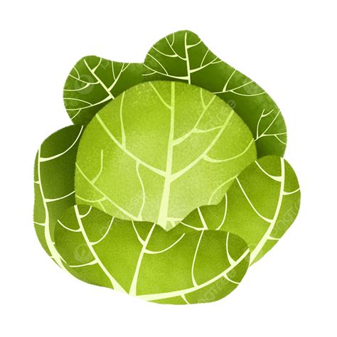 Repollo Redondo Png Vectores Psd E Clipart Para Descarga Gratuita Pngtree