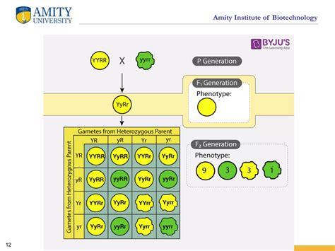 Mendelian Principles On Inheritance PPTX