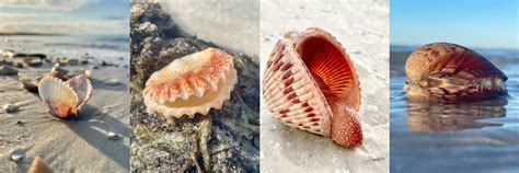 Shell Classification