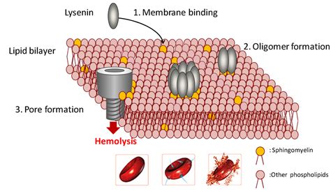 Toxins Special Issue Pore Forming Toxins